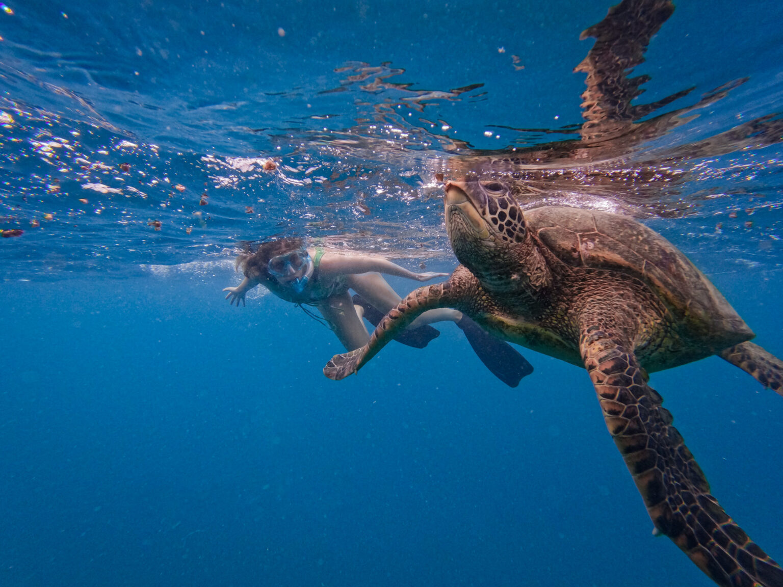 Main Home - Rarotonga Turtle Tours