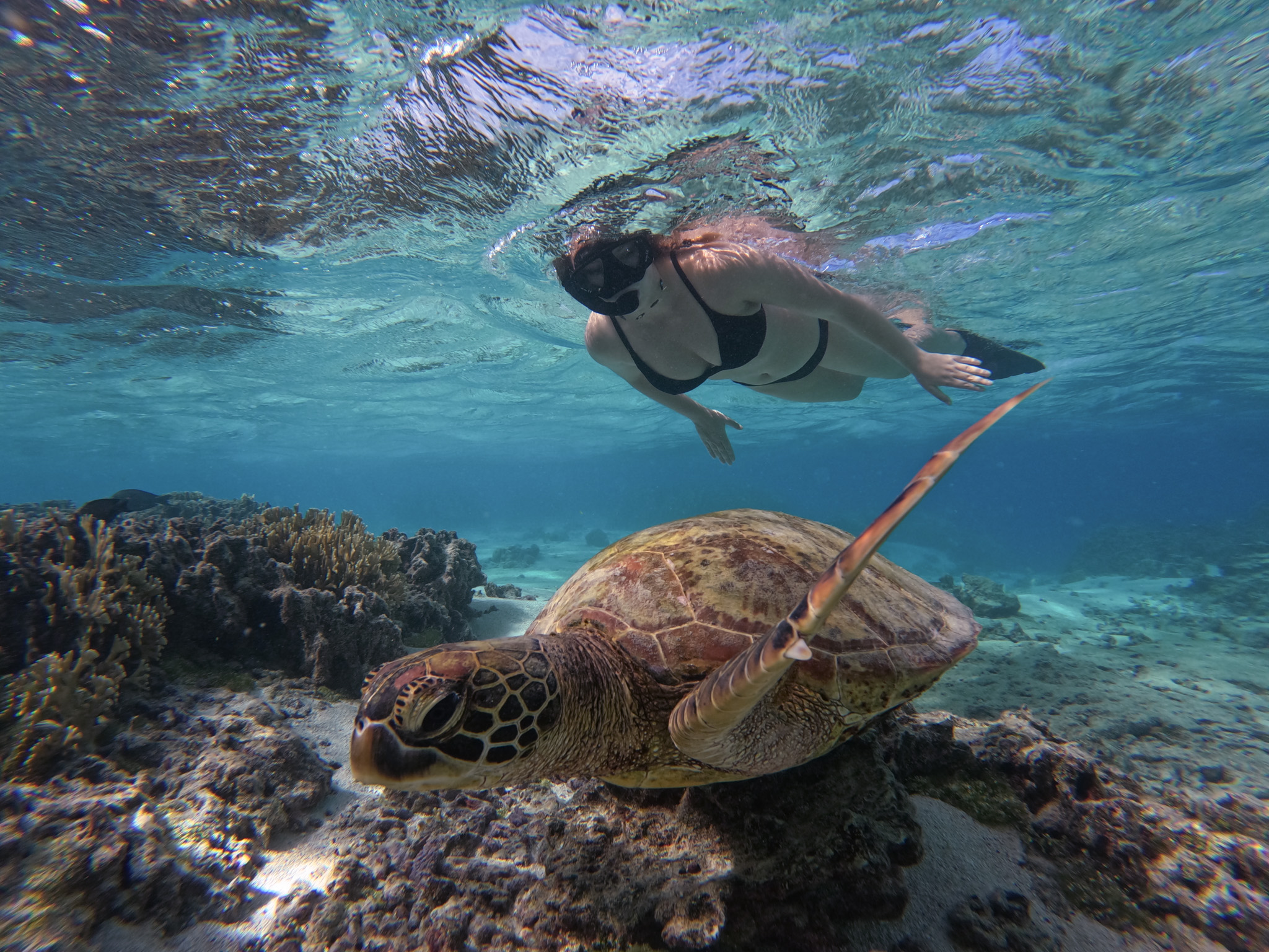 Main Home - Rarotonga Turtle Tours