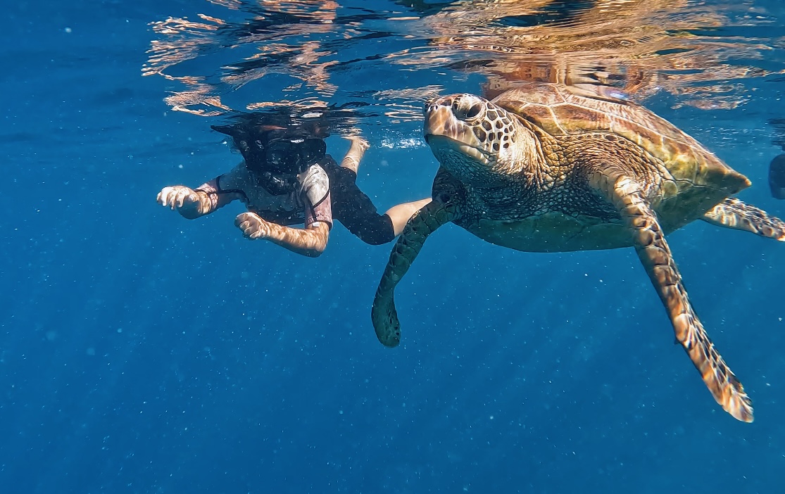 Explore With Us - Rarotonga Turtle Tours