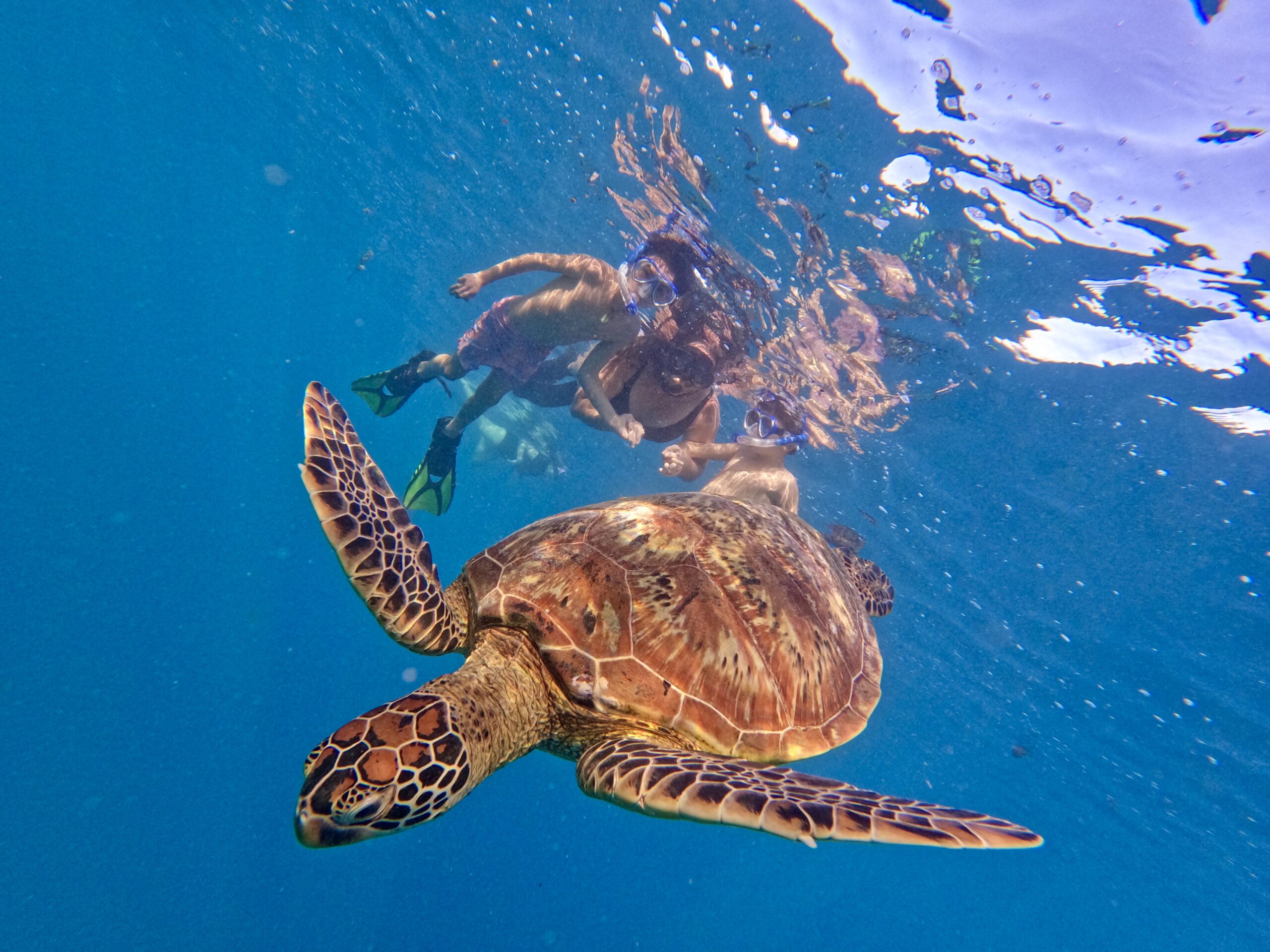 Explore With Us - Rarotonga Turtle Tours