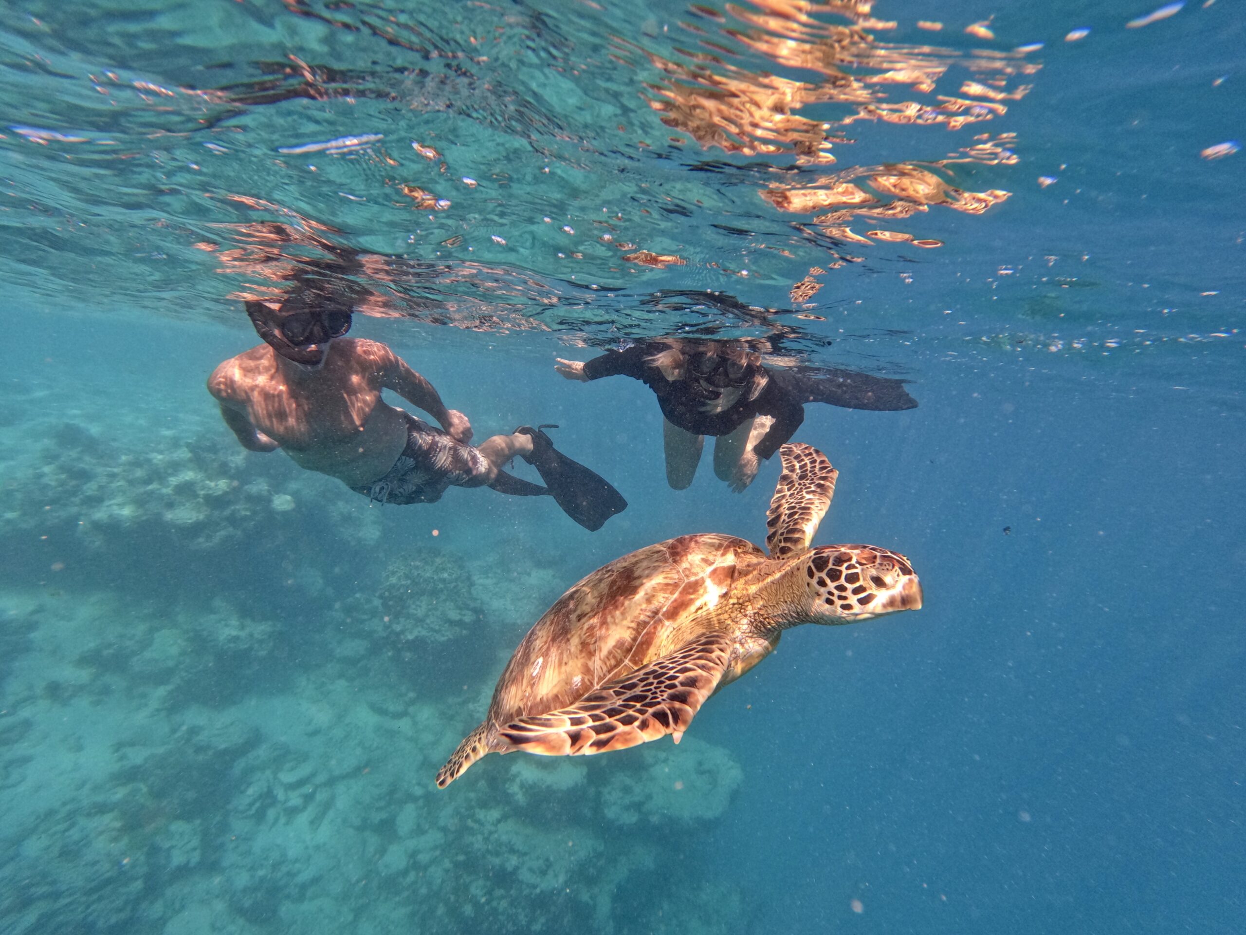 Explore With Us - Rarotonga Turtle Tours