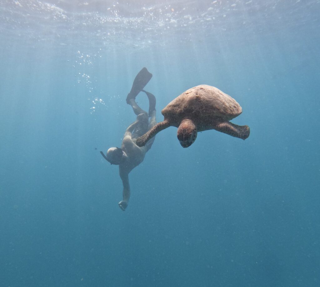 Tour Packages - Rarotonga Turtle Tours