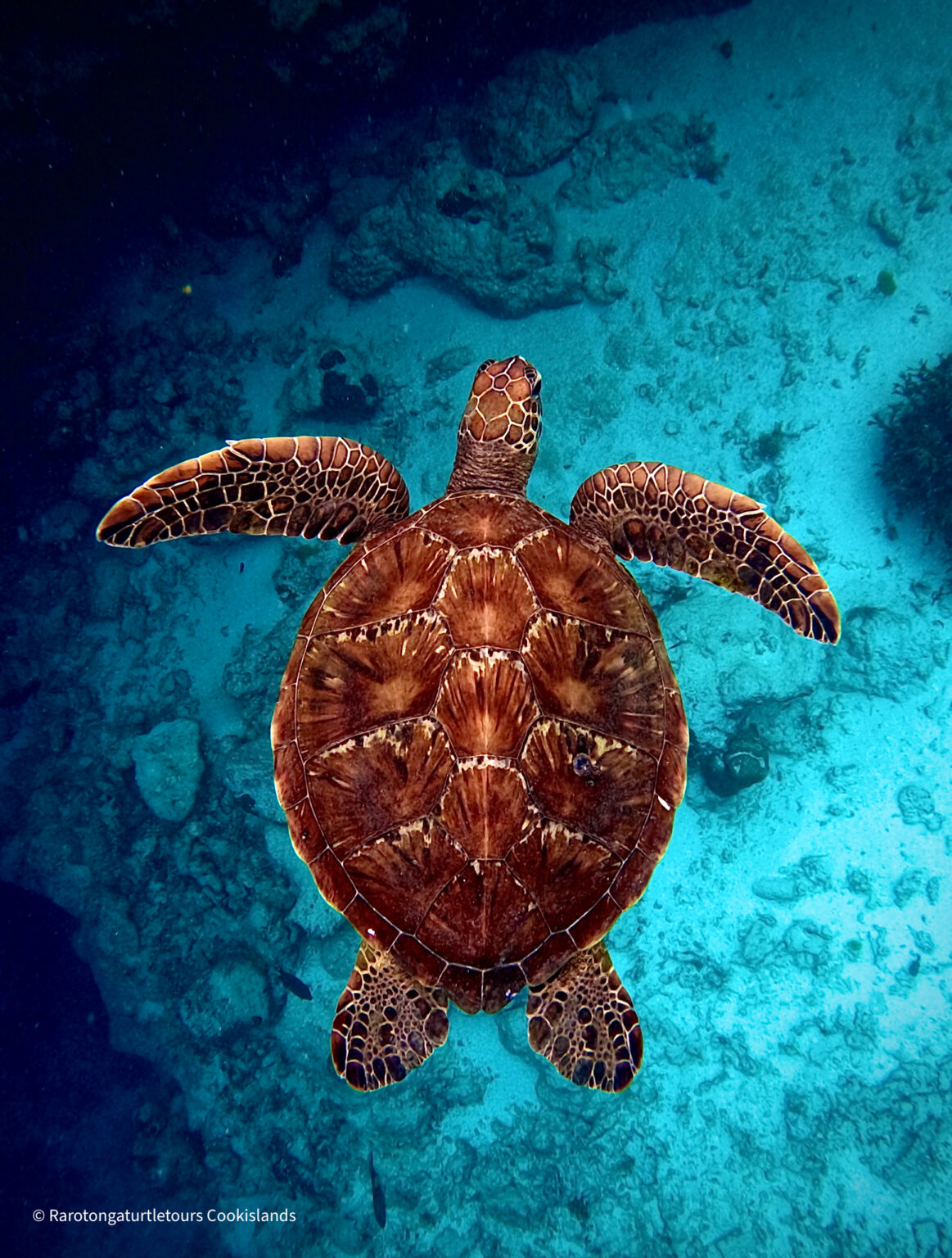 Explore With Us - Rarotonga Turtle Tours