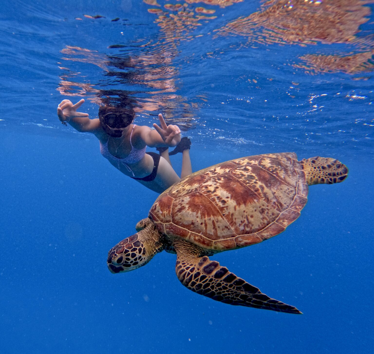 Explore With Us - Rarotonga Turtle Tours