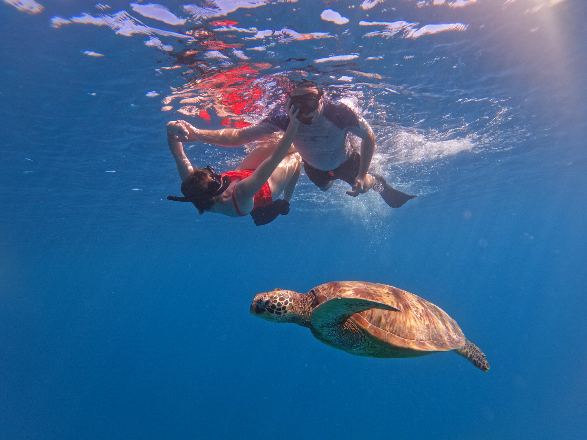 Tour Packages - Rarotonga Turtle Tours